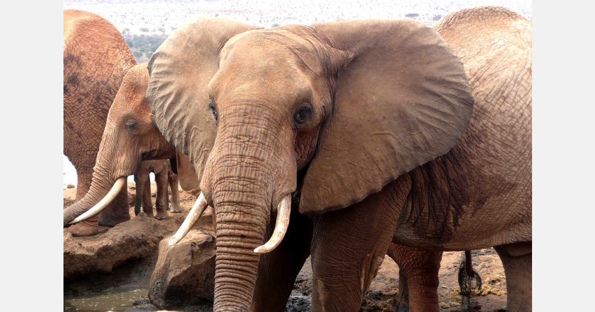 Opvallende ontwikkeling bouwmaterialen: muren en vloeren gedragen zich als olifantenoren